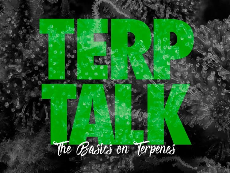 Terp Talks: Terpenes and the Entourage Effect